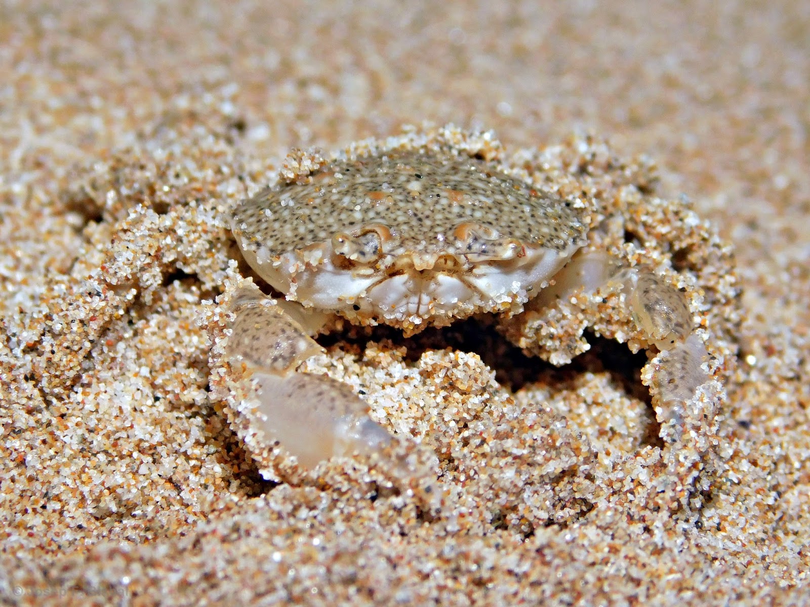 Sargantanes i Dragons: Decapoda - Crustacis decàpodes