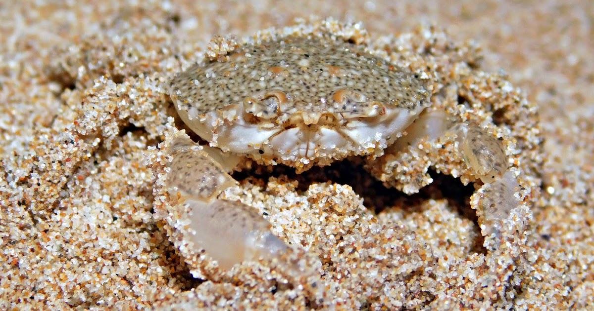 (Paleo-)Herpetología: Decapoda - Crustáceos decápodos