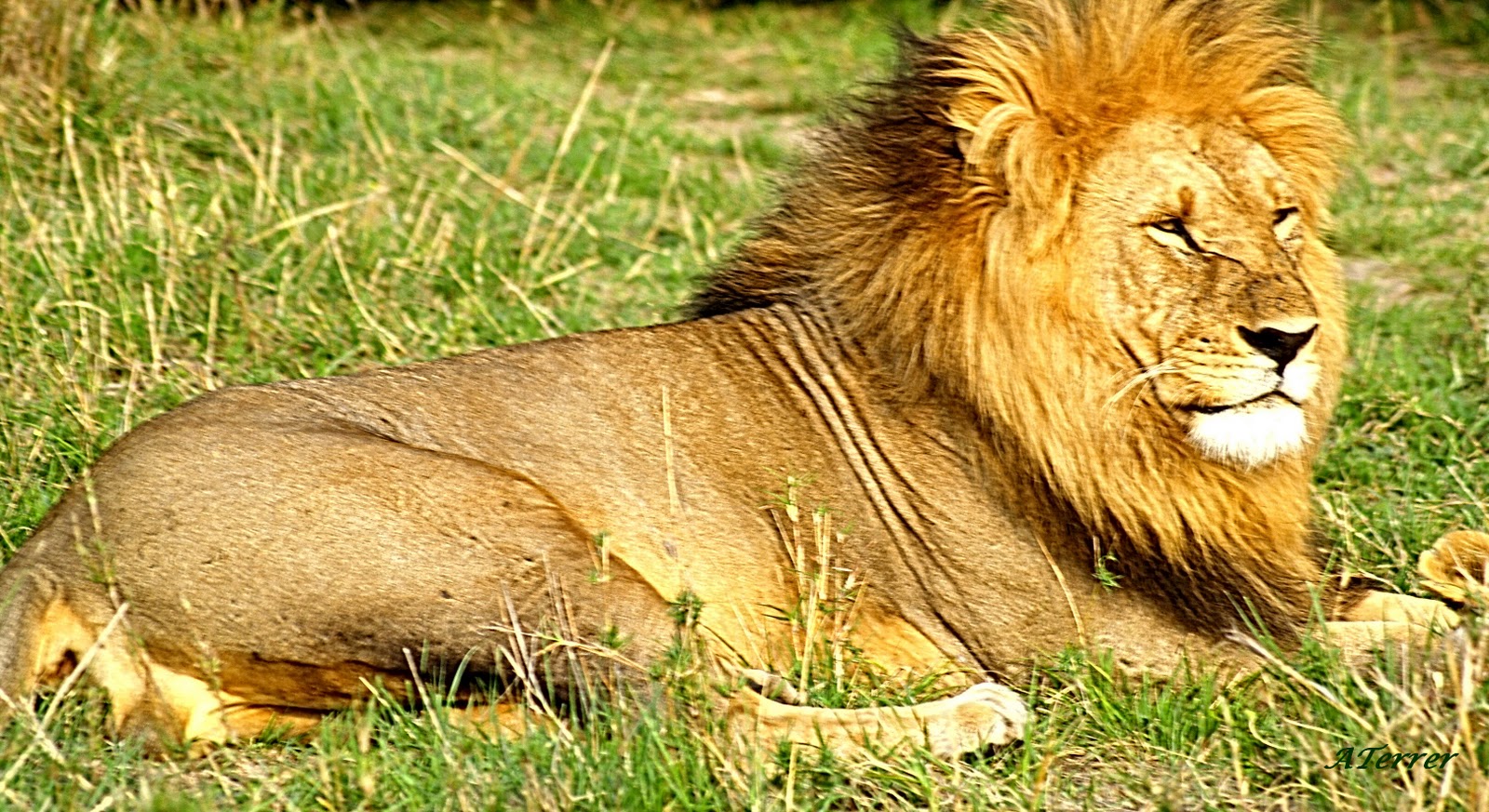 BLOG DE ATERRER : navegando por la vida.: EL REY LEÓN. El ciclo de la vida.