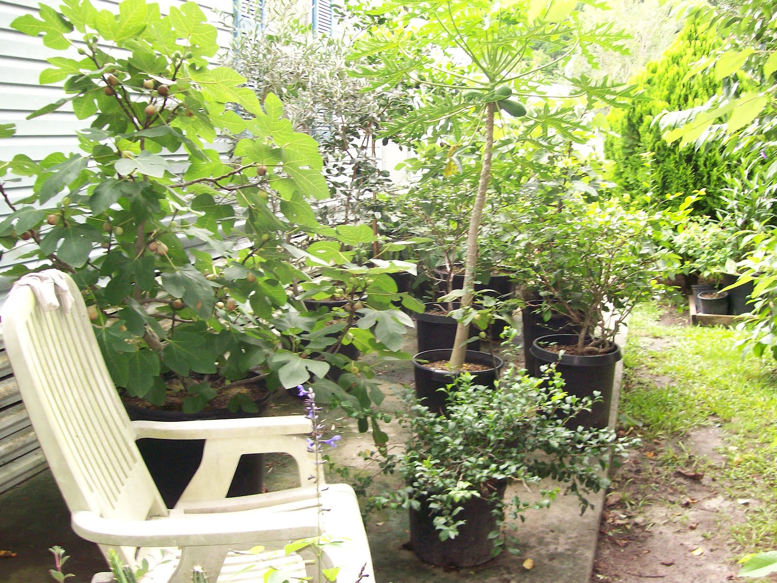 The Citrus Guy: Potted Papaya