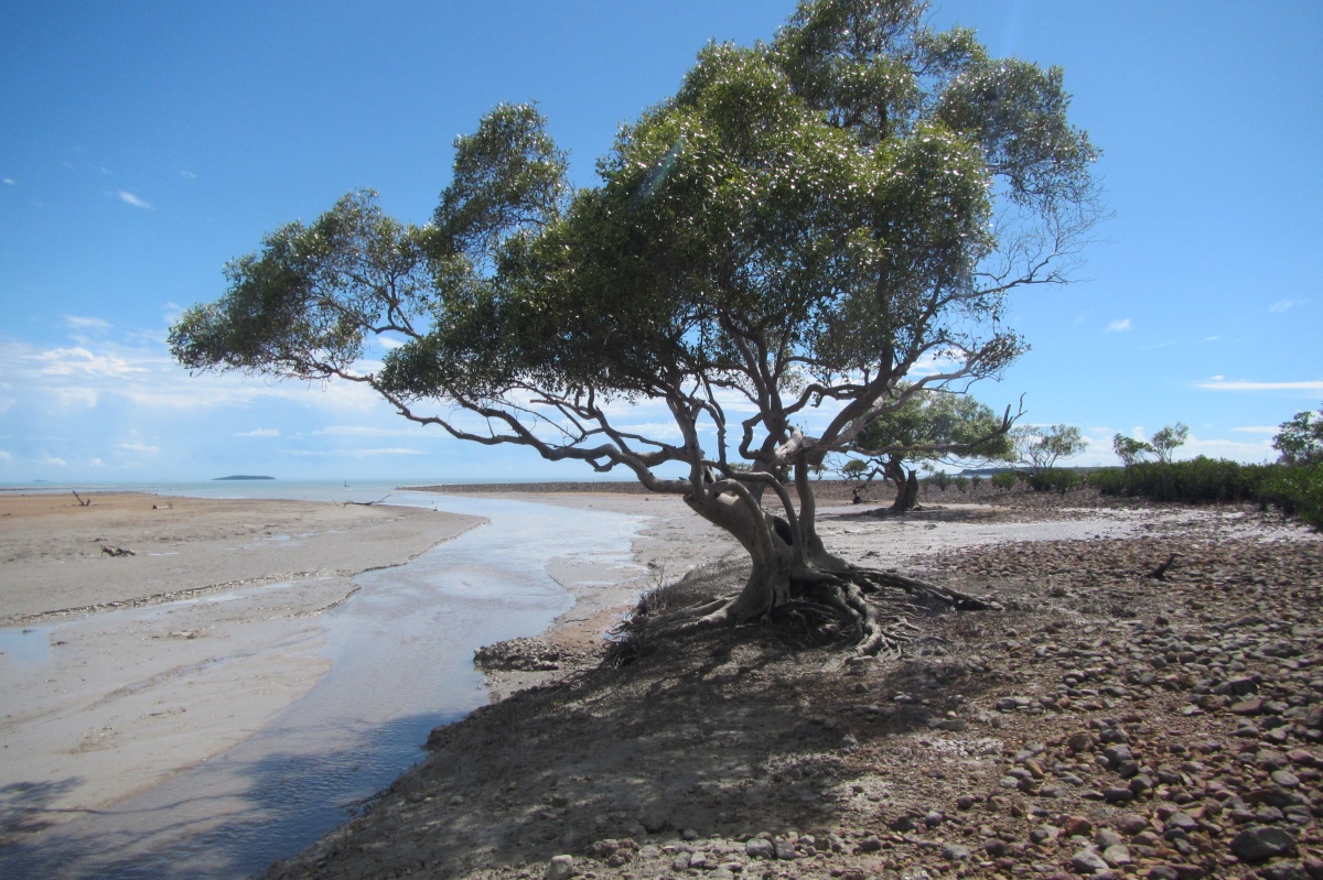 Queensland Coast: Wildlife of Clairview and St Lawrence