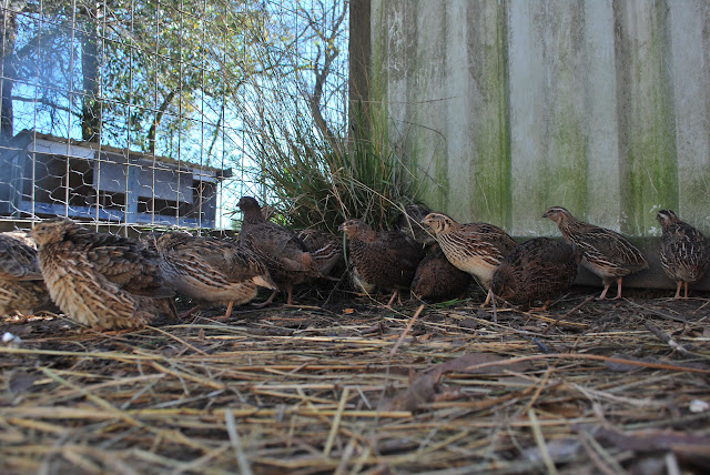 HighTail Farms: A quail in the bush...