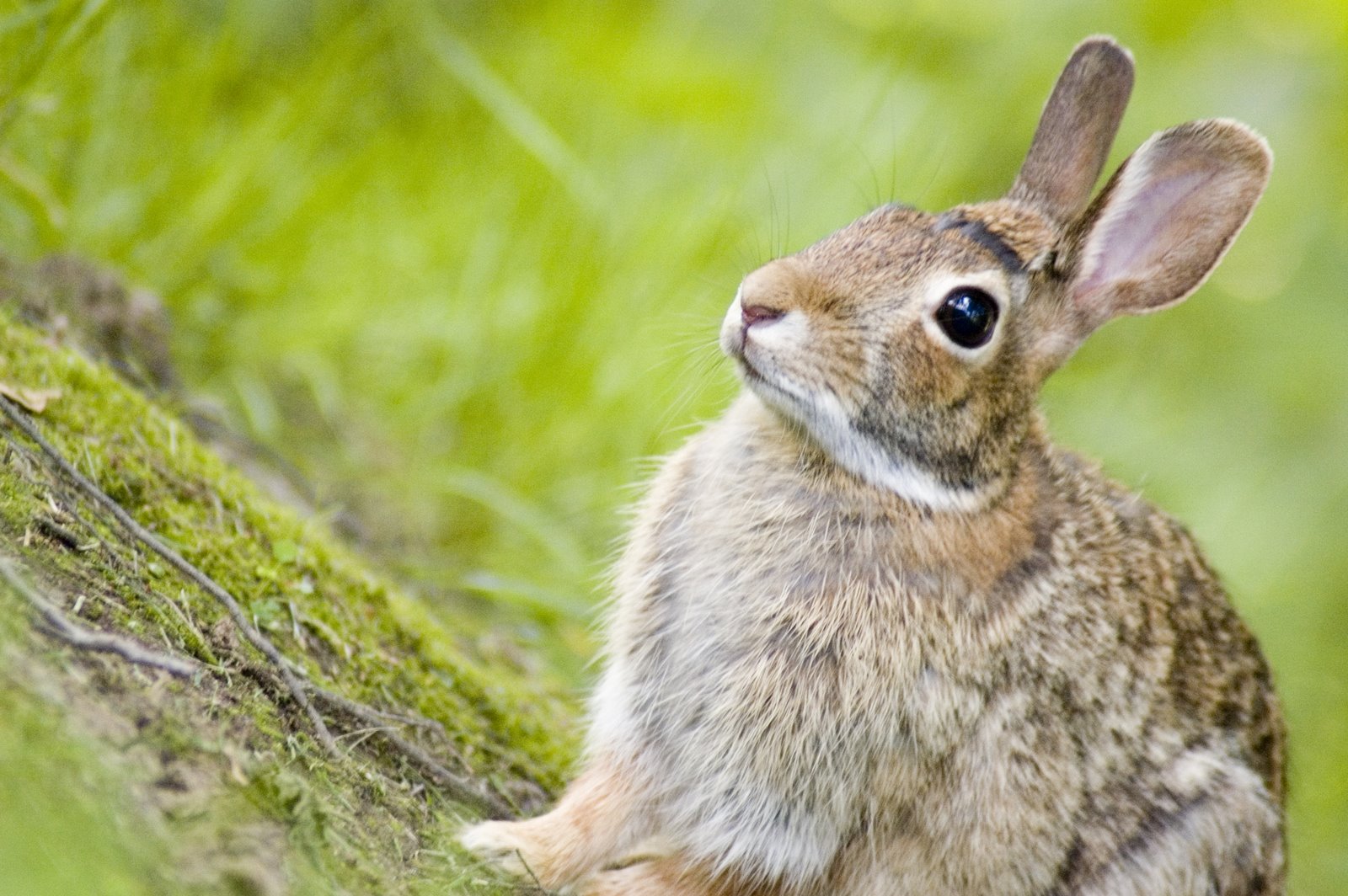 Piedmont Peace: 2015