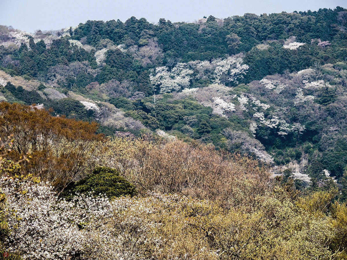 FROM THE GARDEN OF ZEN: Yama-zakura (Prunus jamasakura) blossoms: Kita ...