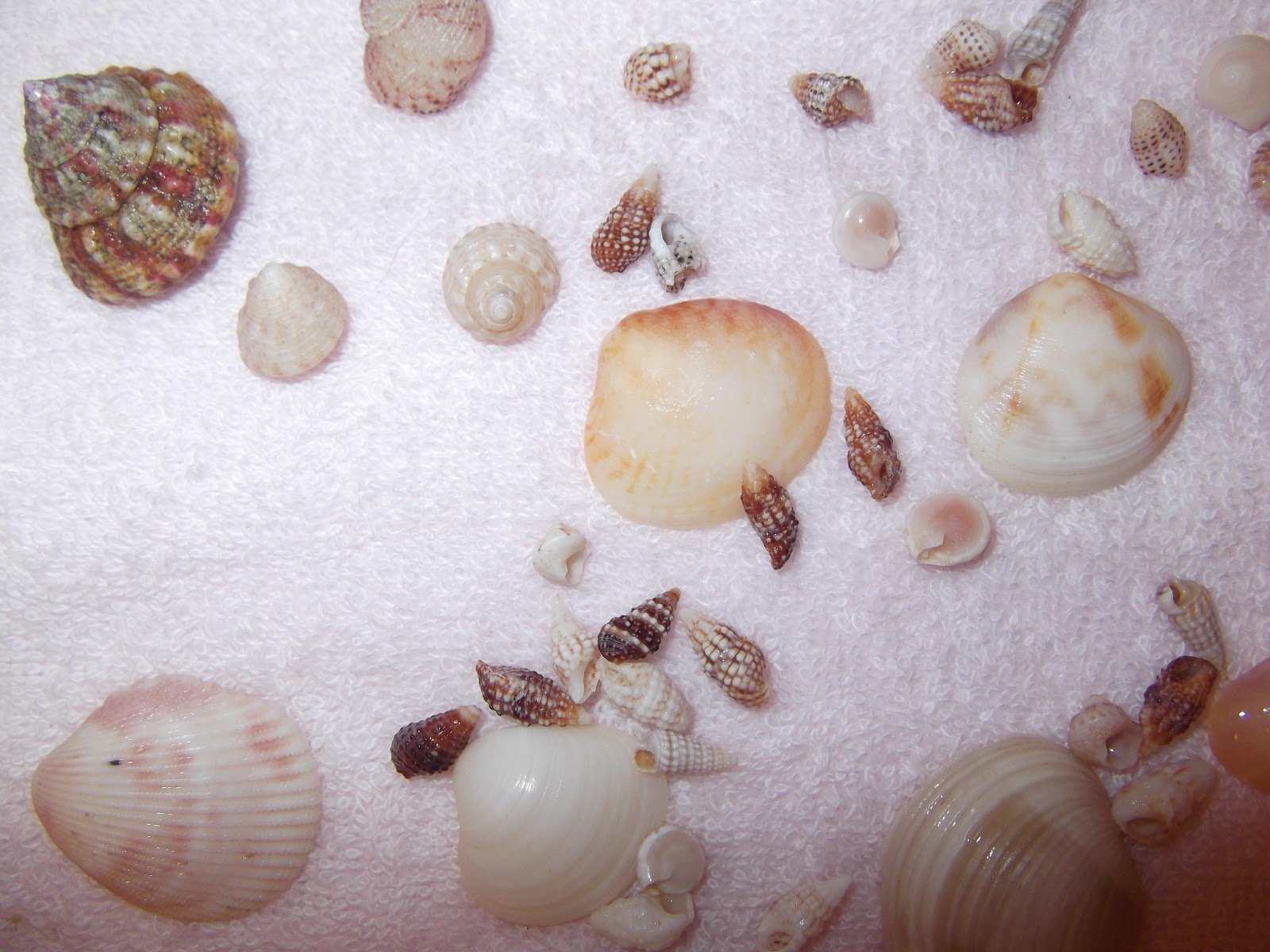 Восточные сказки работника туризма: Sea Shells Obsession!