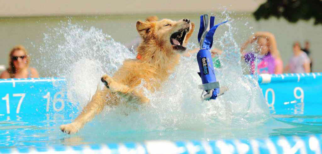 Splash! The Dock Dogs are diving in! | Australian Dog Lover