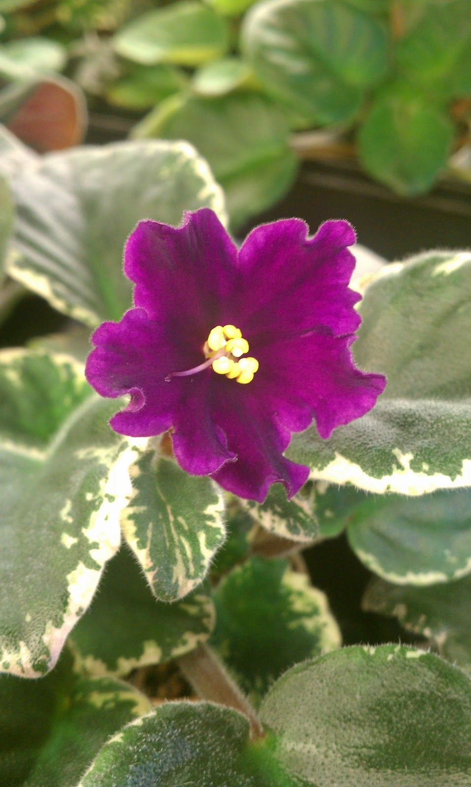 Fuzzy Foliage: Another Visit To The Violet Lab!