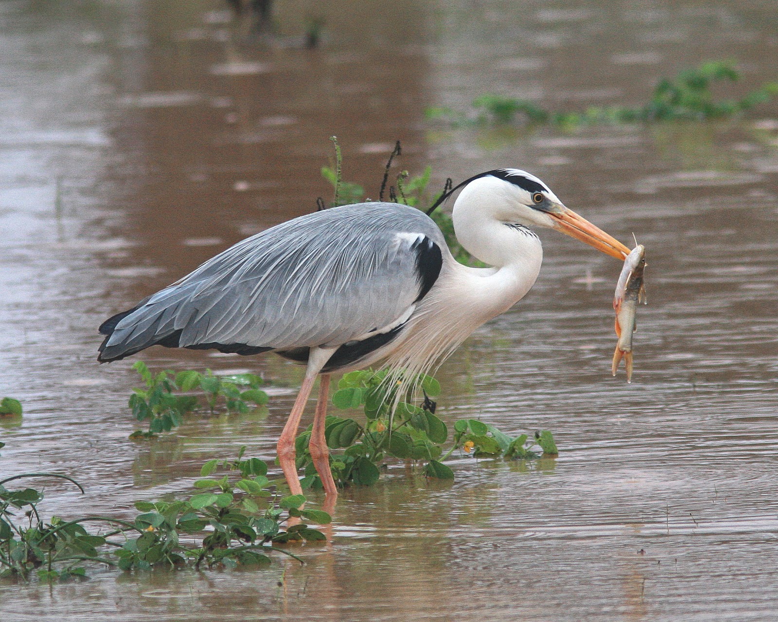 Forest Forestal: Garza real