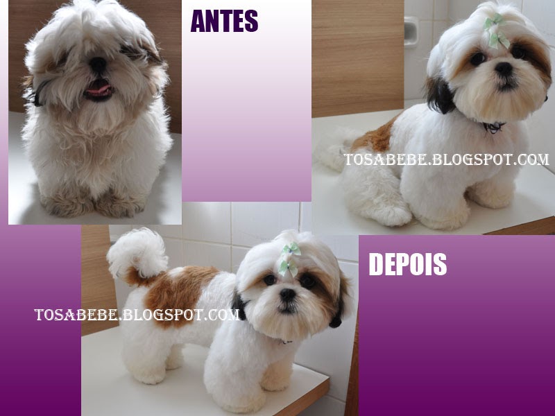 TOSA BEBÊ - TOSA VERÃO - TOSA TESOURA -TOSA PORTO ALEGRE: SHIHTZU ...