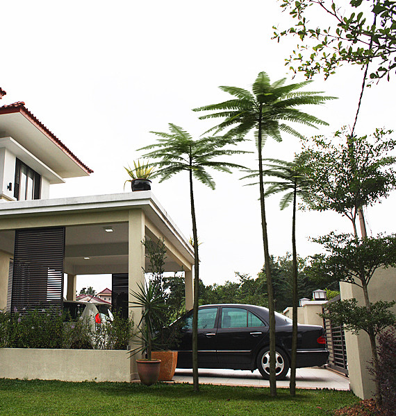 tower tree / Schizolobium Parahybum : debungor