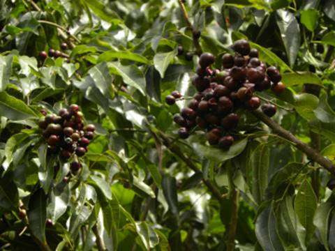 O Verde Gratuito: Breu de Fruta roxa, Amescla de tronco branco e Guapoi ...