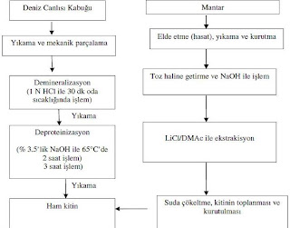 Kitin ve Kitosan Lifleri- 1.Bölüm