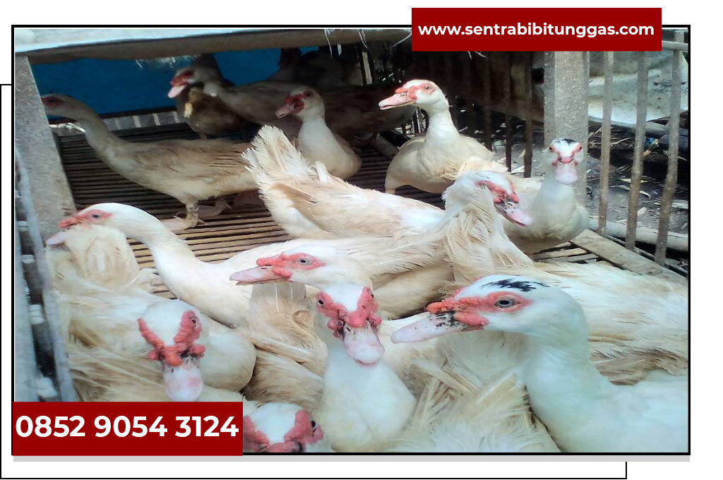 Makanan Anak Bebek Entok