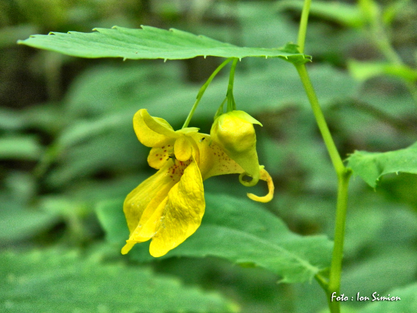 De vorba cu mine însumi: Slăbănog