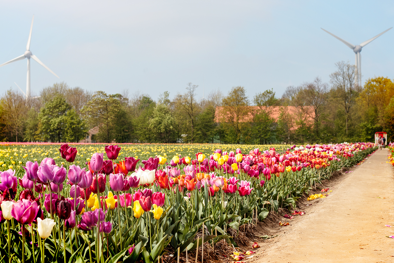 WEEKEND VIBES | TULIP FESTIVAL | Wit Konijn