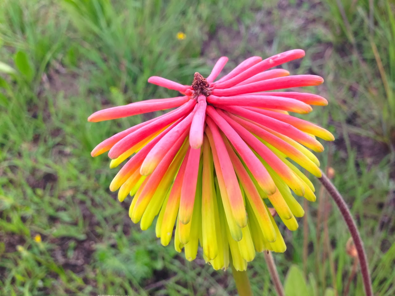 KITULO NATIONAL PARK- The Garden Of God in TANZANIA ~ Ukarimu Blog ...