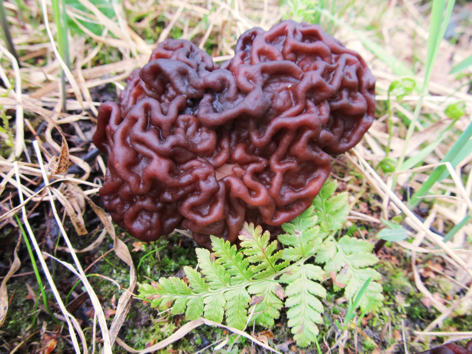 Silkosta rukiiseen – From Pine Bark to Rye: Korvasienen ystäville ...