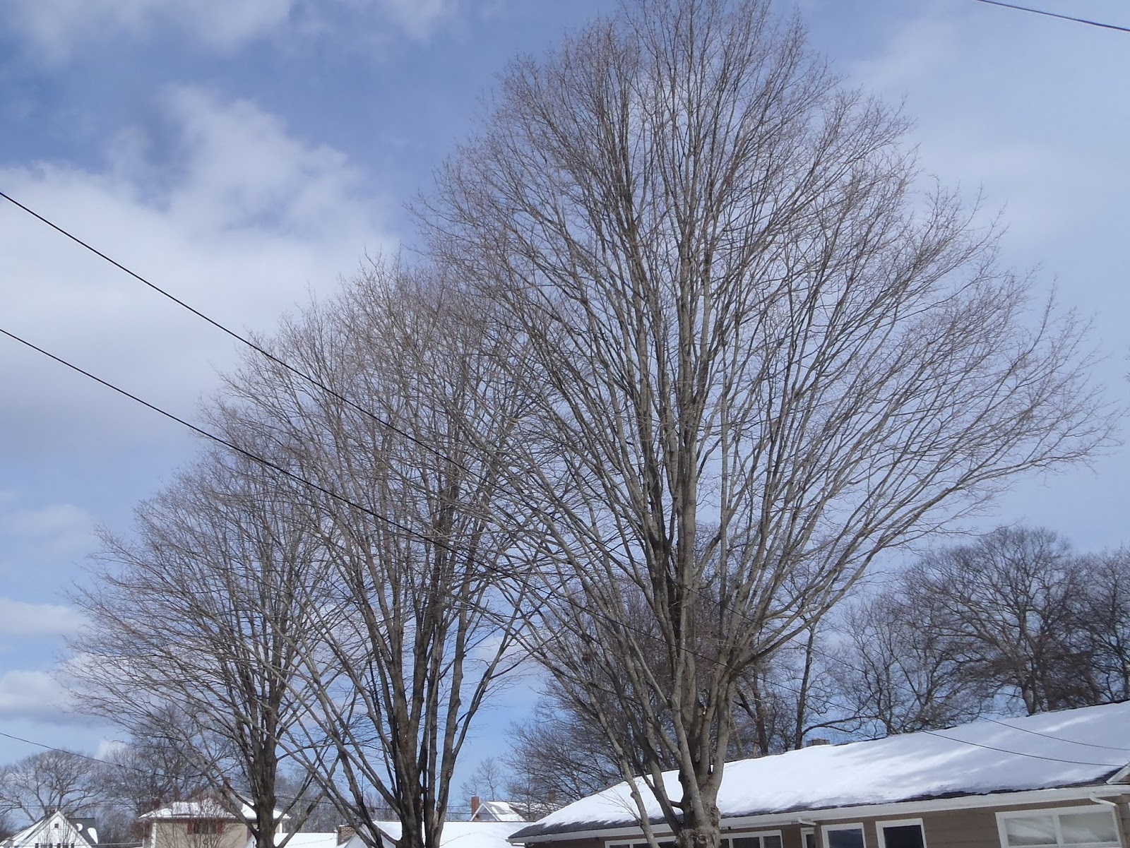 Out of the Box: an invitation into nature: Eight (or so) Trees You Can ...