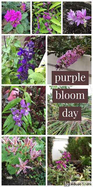 WashingtonGardener: Bloom Day: Purple October