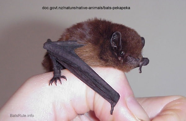 Bats are New Zealand's only native land mammals