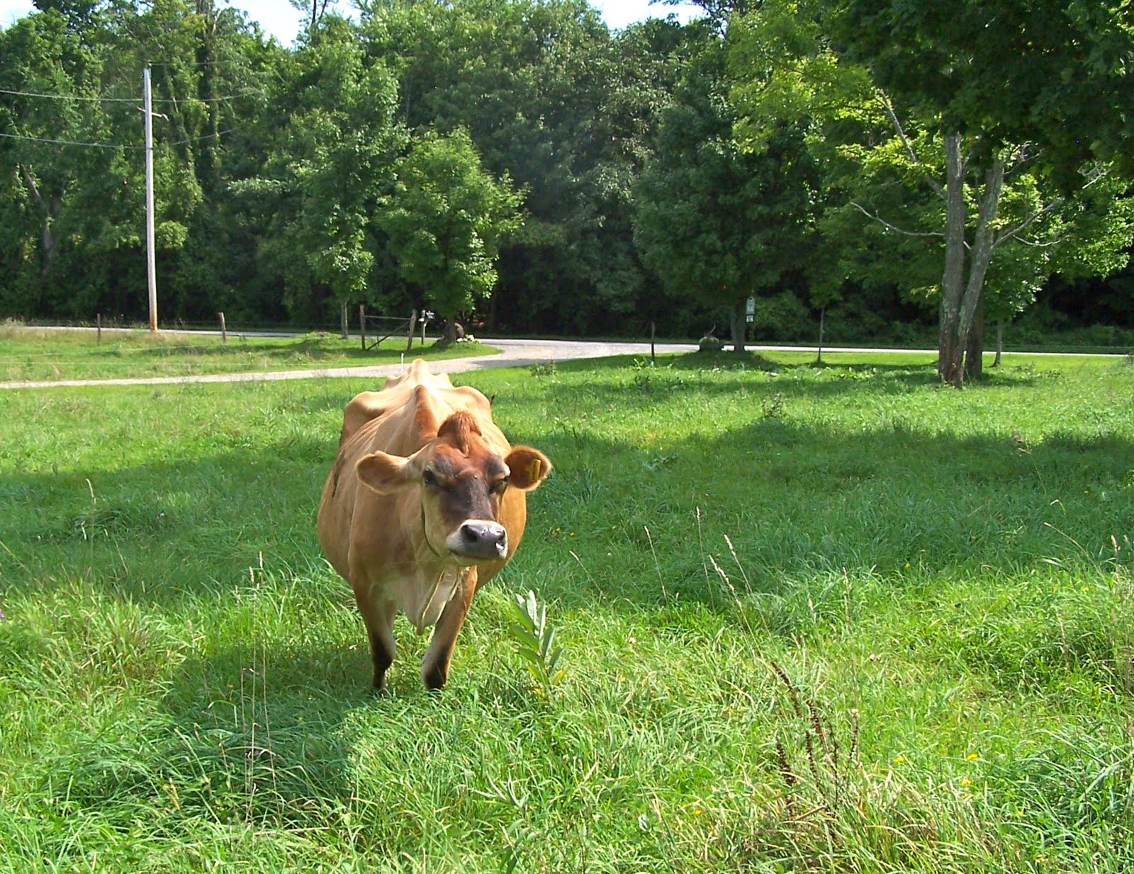 Wayward Goose Farm: Cow of the Day