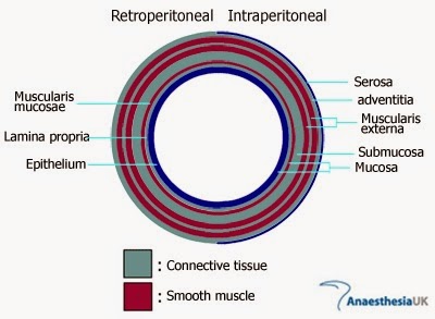 BIOLOGI GONZAGA: ESOPHAGUS-KERONGKONGAN