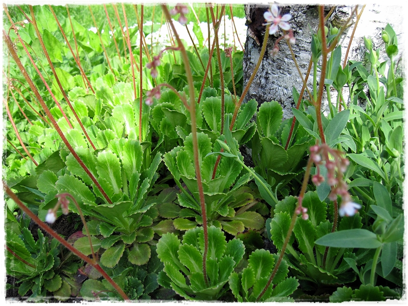 Växterna i min trädgård: SKUGGBRÄCKA