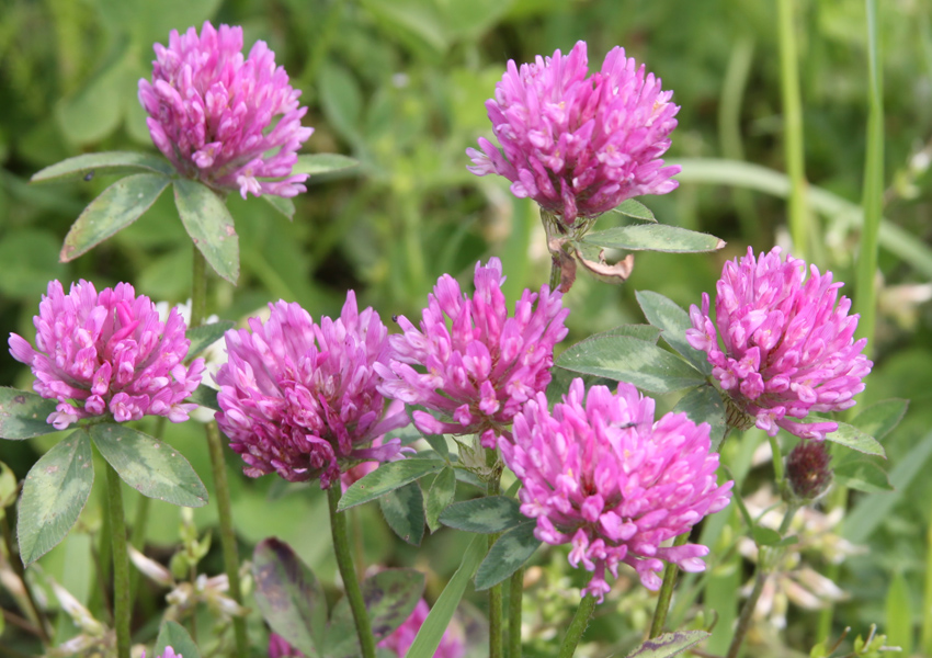 Healing Weeds: Red Clover