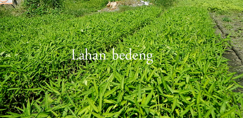 Tutorial Menanam Kangkung di Rumah Yang Benar - Kebun kita