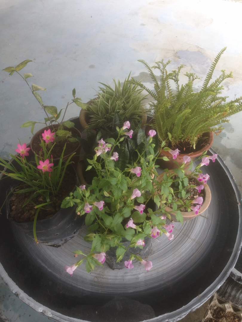 Jom Tanam Sayur ( JTS ) : Kebun Kecil ( Mini Garden ) - 1Jom Tanam ...