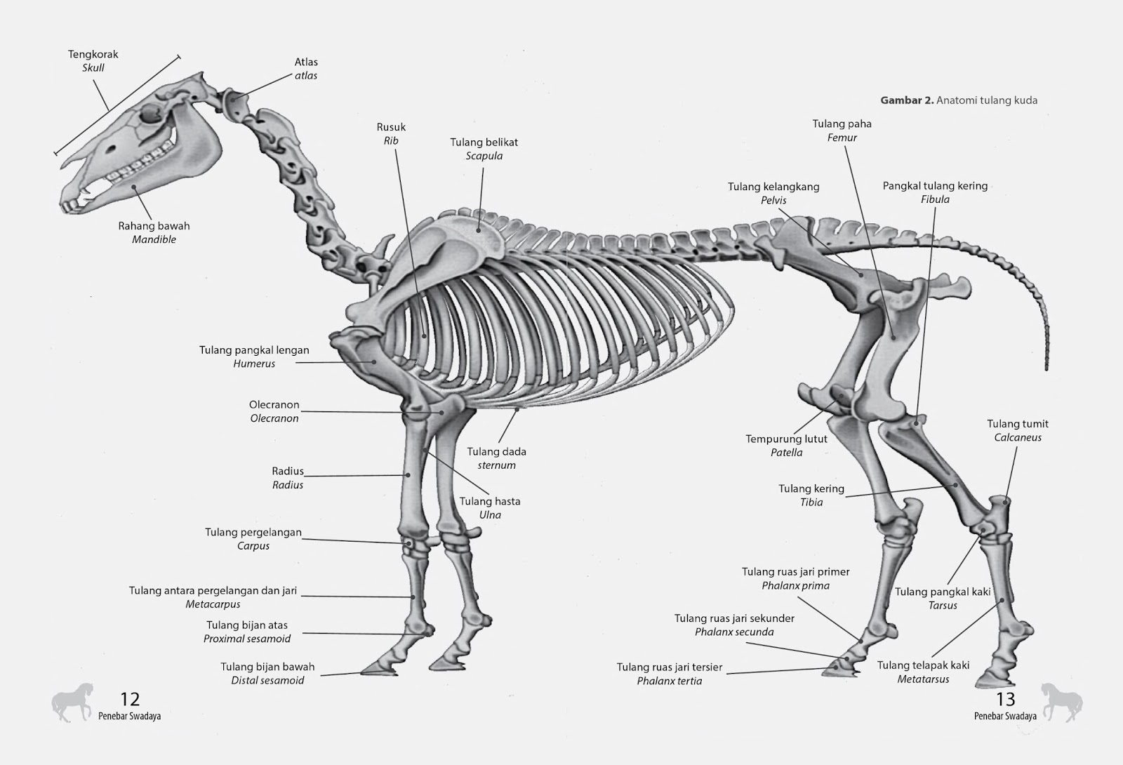 Art and Lore: Anatomi, Tanda dan Warna Kuda