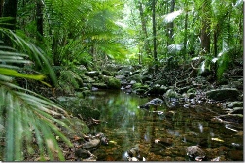 Top Official Info: 3 Biggest Rainforests in the World