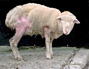 Príons - FSG: Scrapie