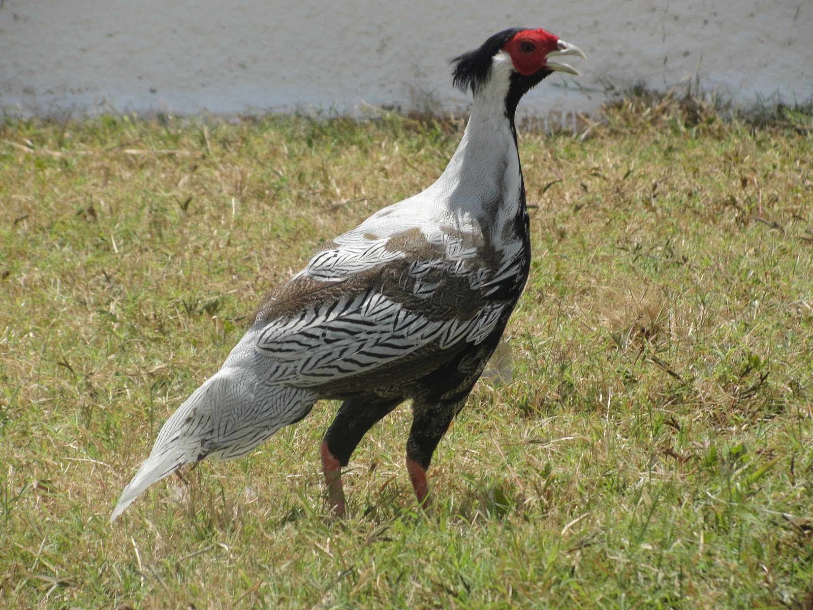 SÍTIO SÃO JOSÉ: FAISÕES