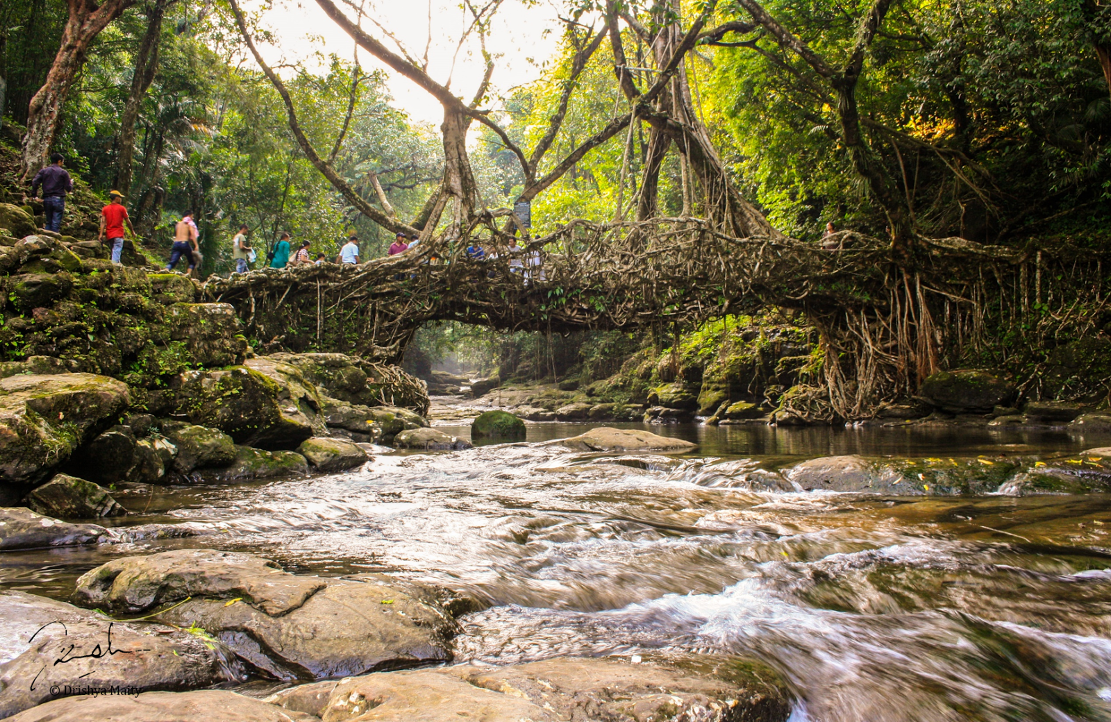 Wandering Recollections: The Living Root Bridge of Riwai