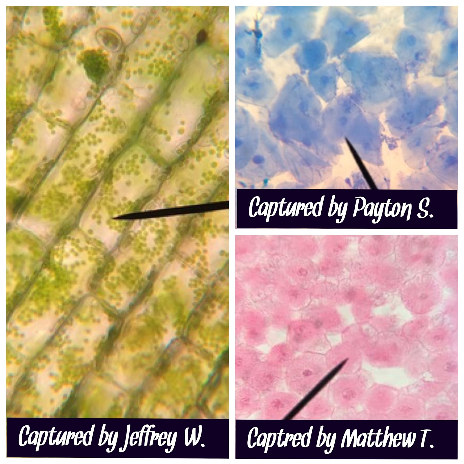 Mrs D s 7th Grade Cells Lab mrs-d-s-7th-grade-cells-lab