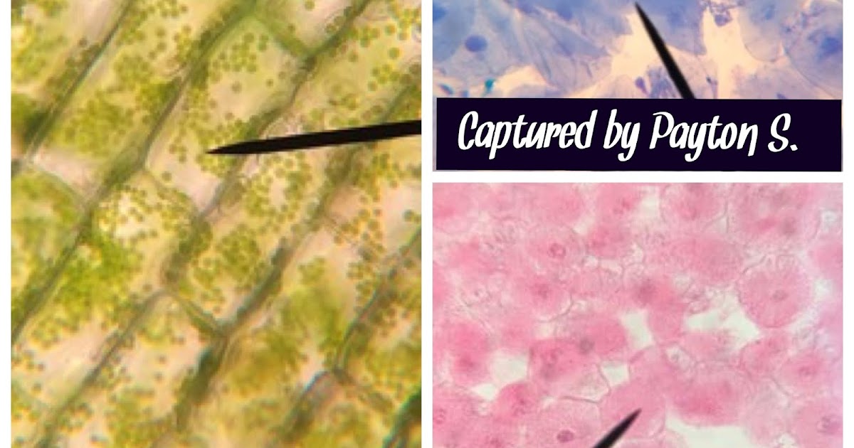 Mrs. D's 7th Grade: Cells Lab