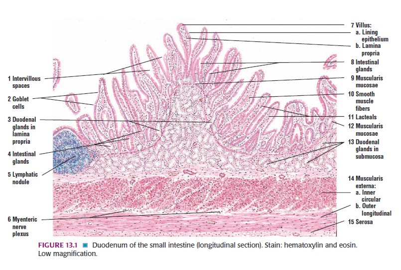 Histologi Sistem Pencernaan-Usus Halus dan Usus Besar | BlogK Putih