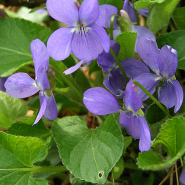 Feuilles.de.Tomates: La magie de la violette