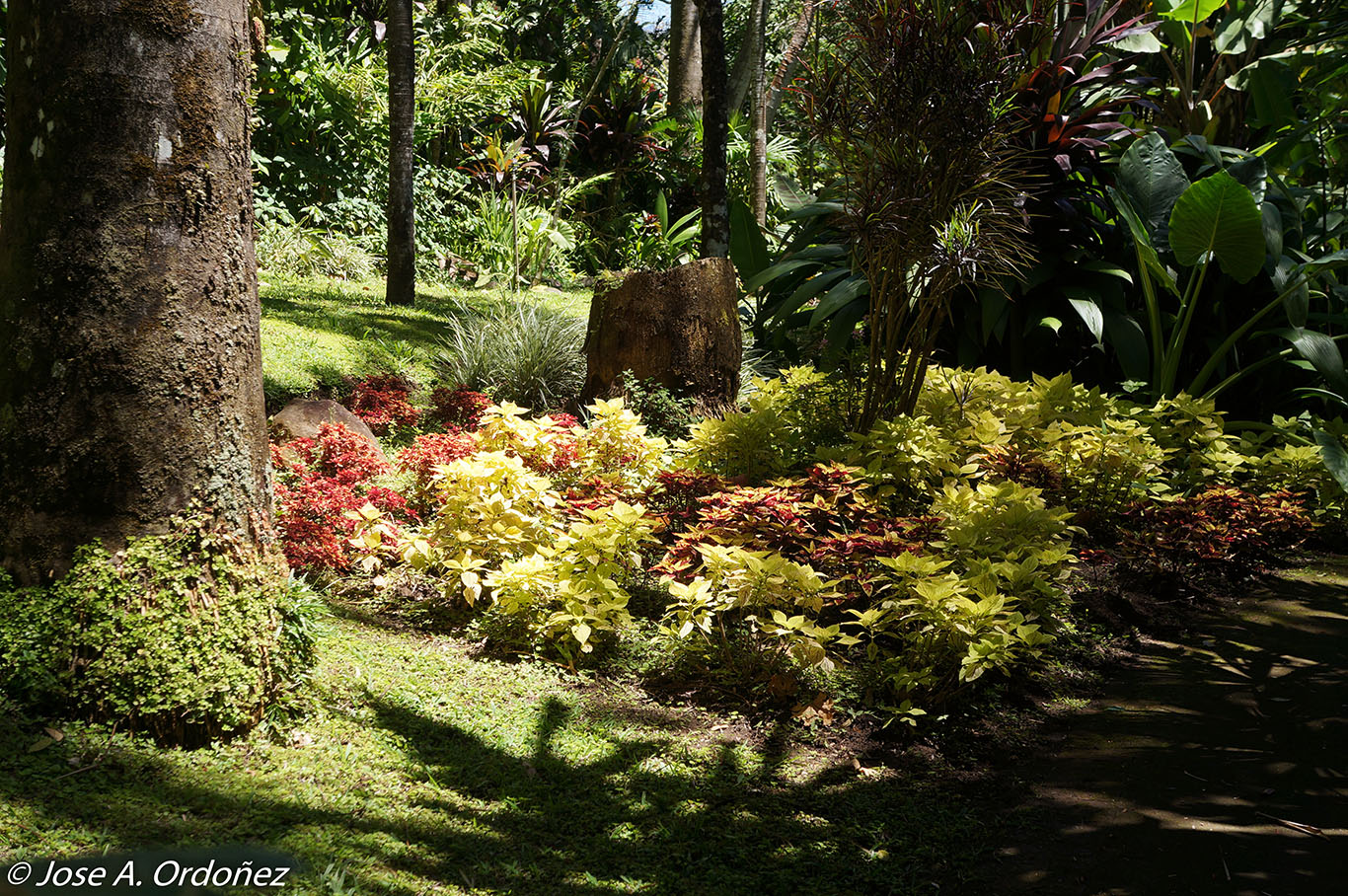 El Jardín de la Barrosa: Viajes recientes. Jardines tropicales: El ...