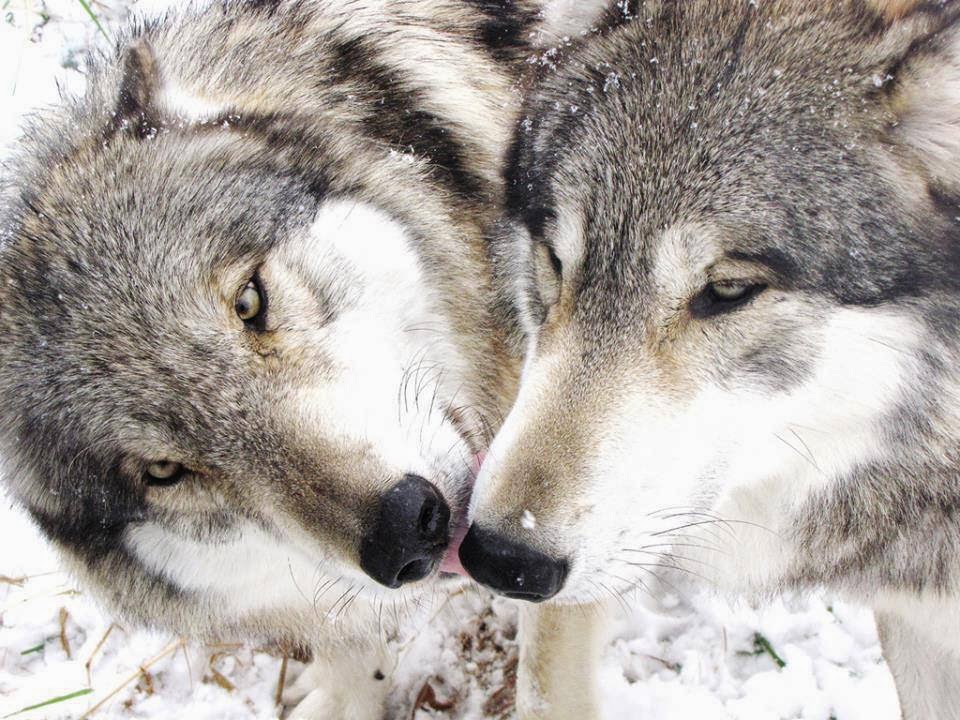 White Wolf : 30 Pictures That Will Make You Fall In Love With Wolves
