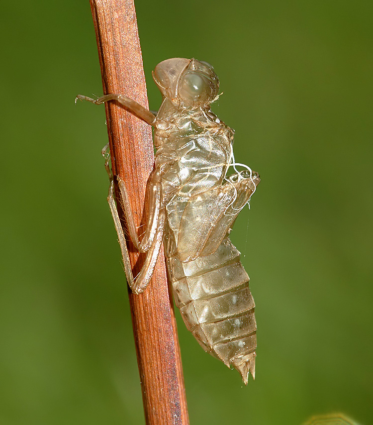 Kent Dragonflies: White faced Darter Exuviae