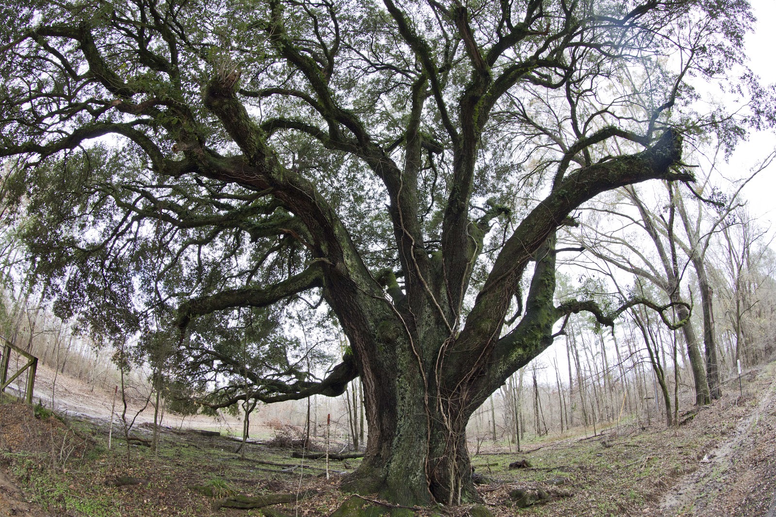 Marty Kittrell: Windsor Ruin's Majestic Oaks