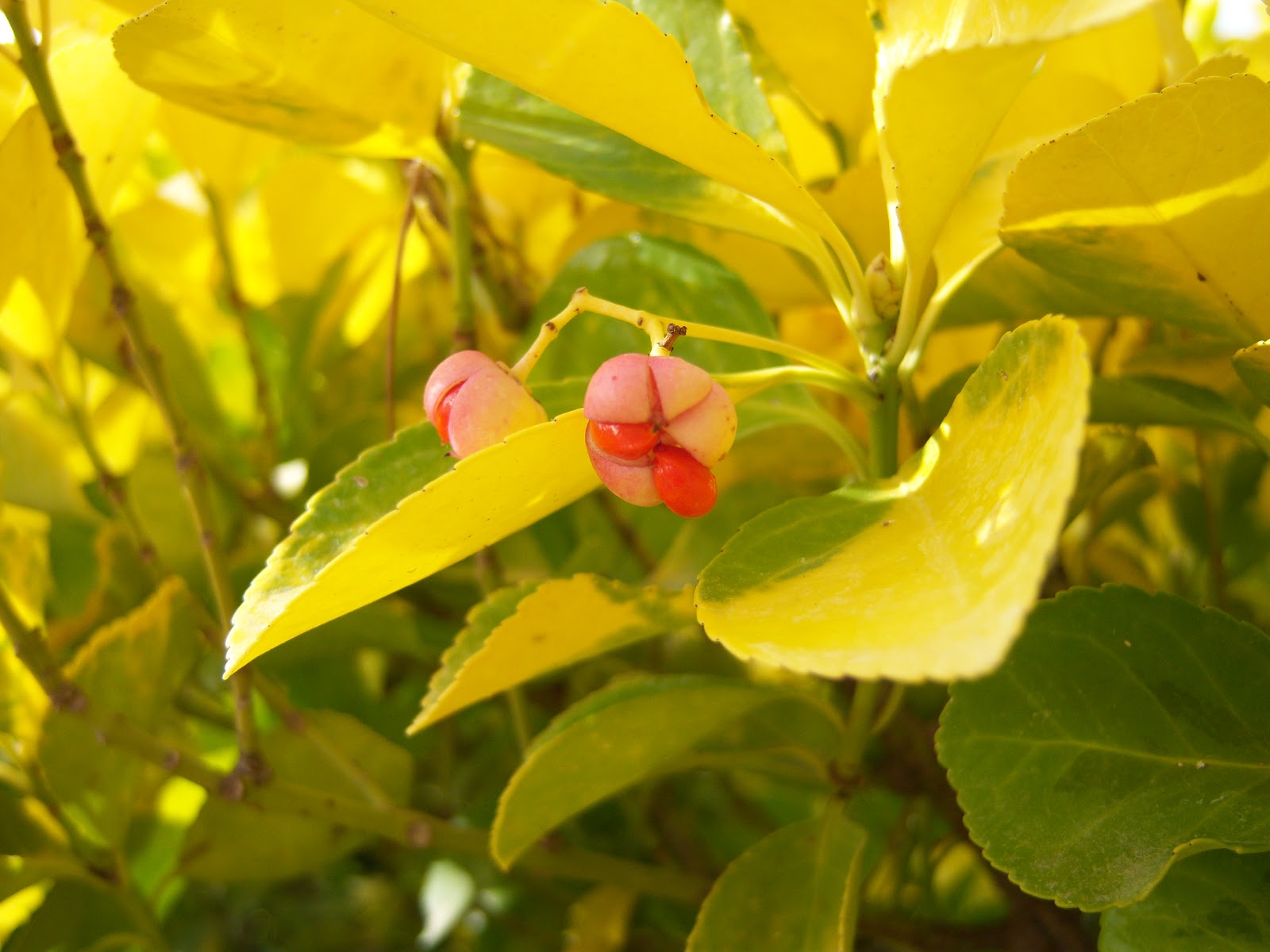 FRUTOS de BONETERO DEL JAPON - BOTÀNIC SERRAT