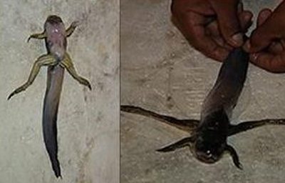 Brazil Weird News: Mutant tadpole
