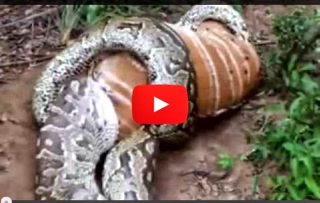 eShowBiz: Giant Snake(Python) Eats Deer