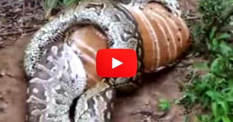eShowBiz: Giant Snake(Python) Eats Deer