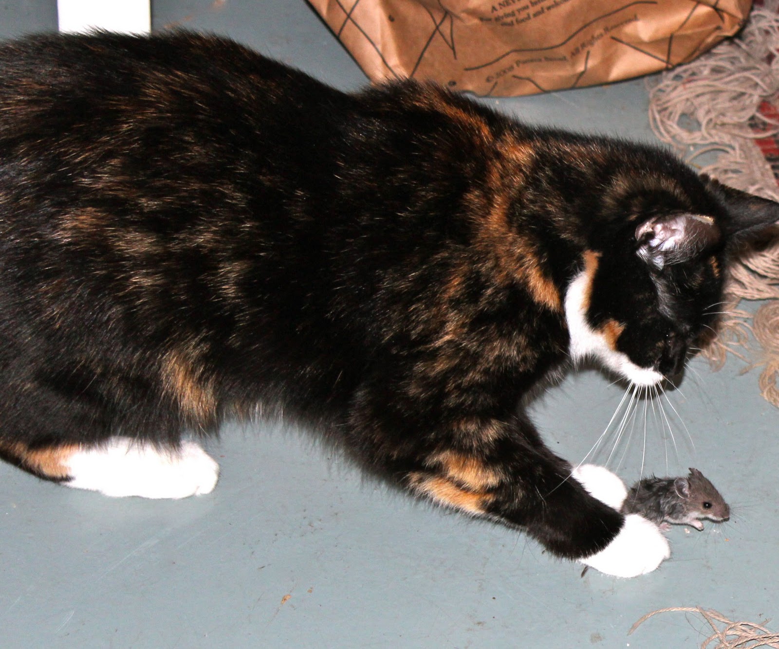 Squash Blossom Farm: The Weasel Takes a Mouse, Hi Ho the Derry-o