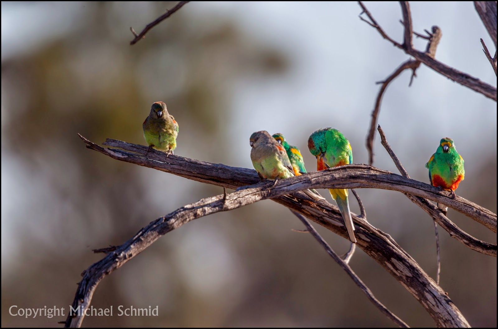 A Good Look Around : Bowra Bird Sanctuary - near Cunnamulla