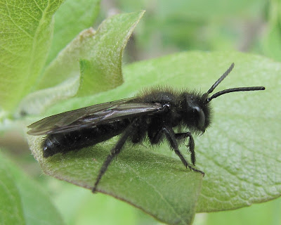 Black bee looking insect - ttgulf